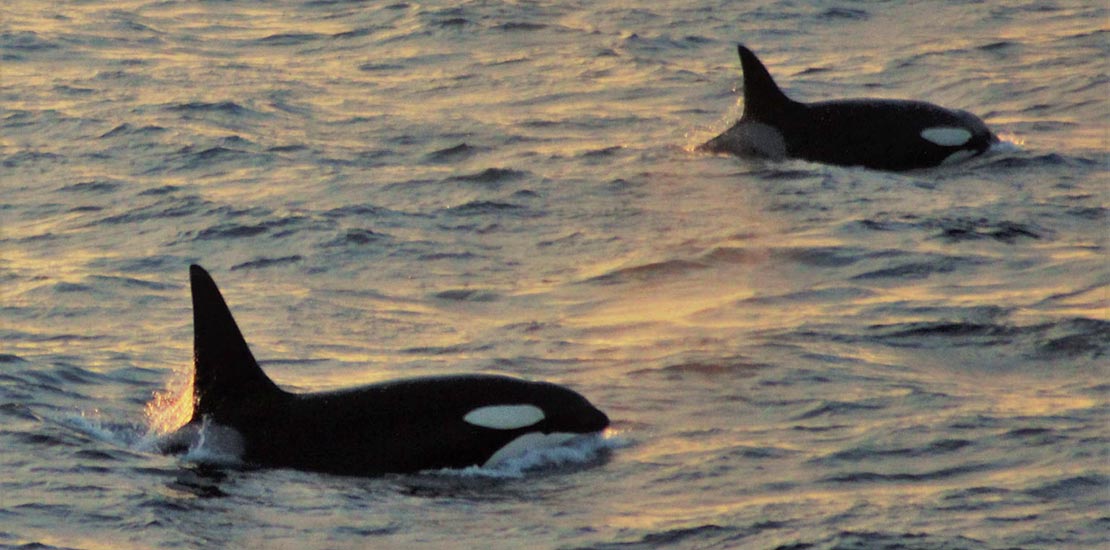 ORCA Charity Upcoming Trips On-Board Saga Ocean Cruises